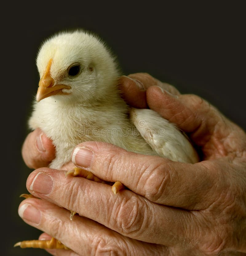 imágenes comunes del Polluelo - los derechos de la transferencia ...