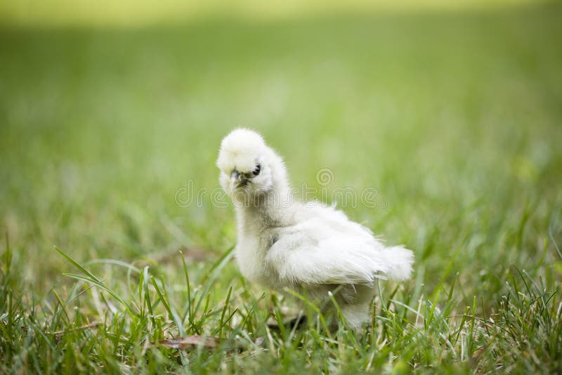 Polluelo De Silkie En Hierba Foto de archivo - Imagen de mullido, bebé ...