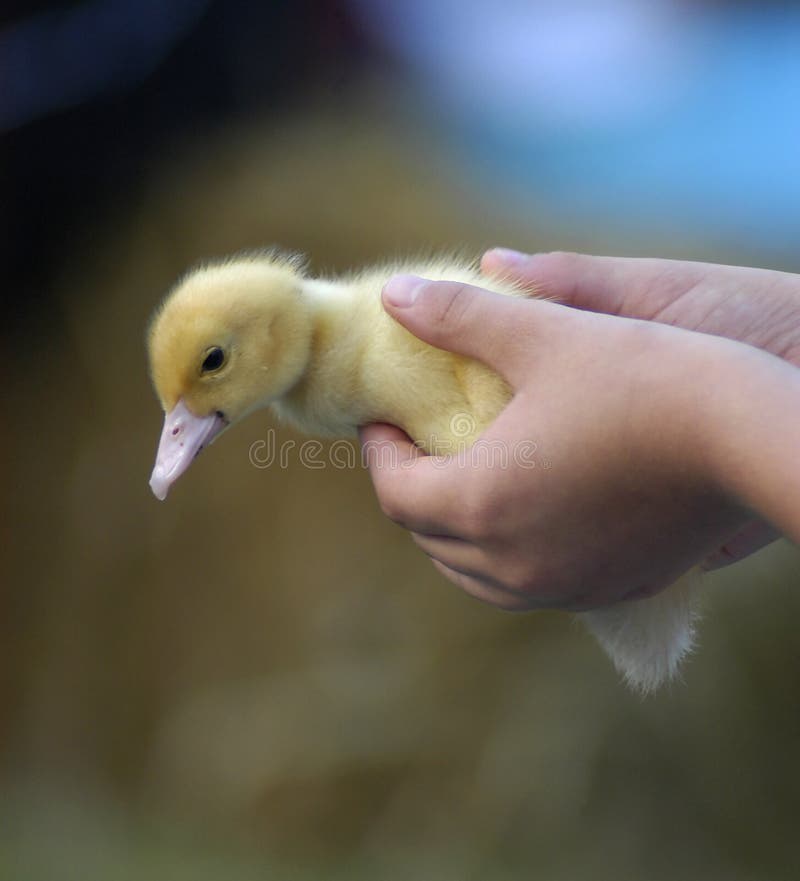 Polluelo del bebé imagen de archivo. Imagen de manos, tacto - 34885