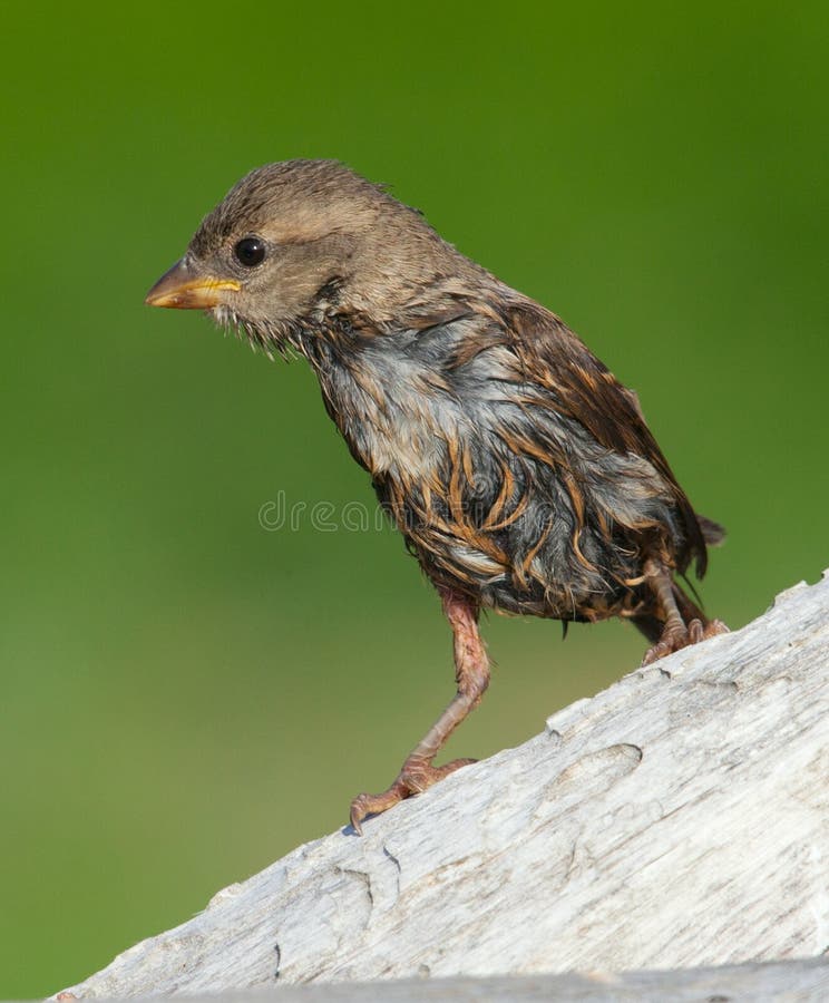 Bebé Del Polluelo Del Gorrión Amarillo-beaked En Las Manos Masculinas ...