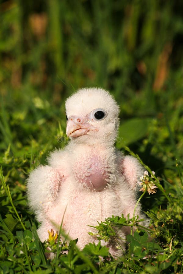 Halcón foto de archivo. Imagen de colores, despredador - 529498