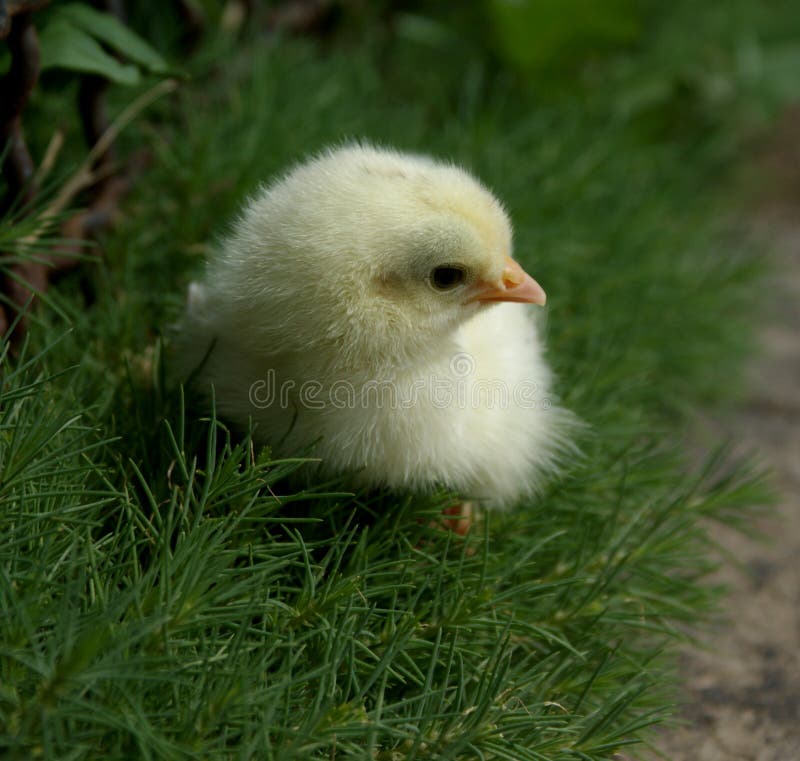Polluelo en la caminata foto de archivo. Imagen de coloreado - 12356544
