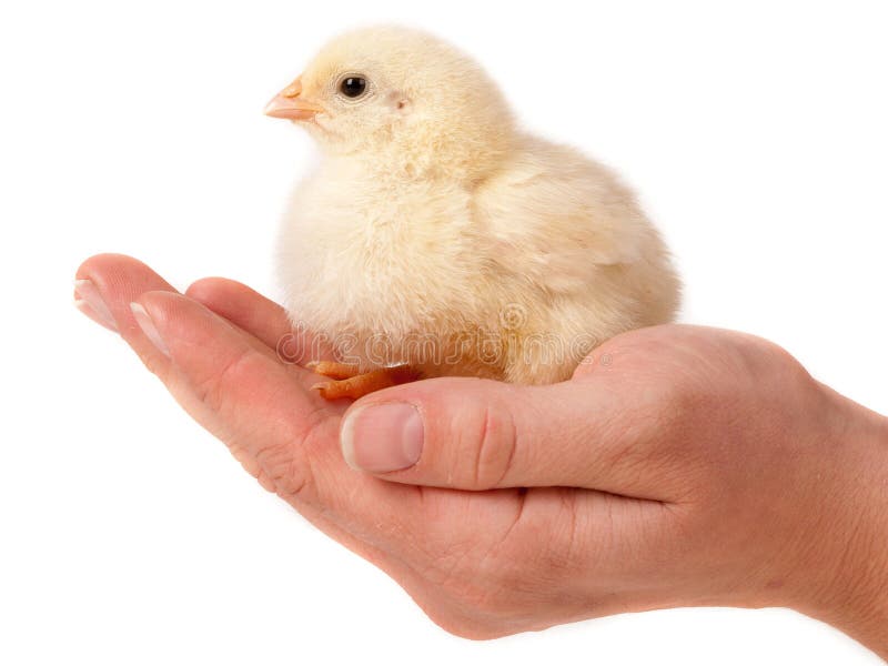 Pollito en la mano foto de archivo. Imagen de hermoso - 22503590