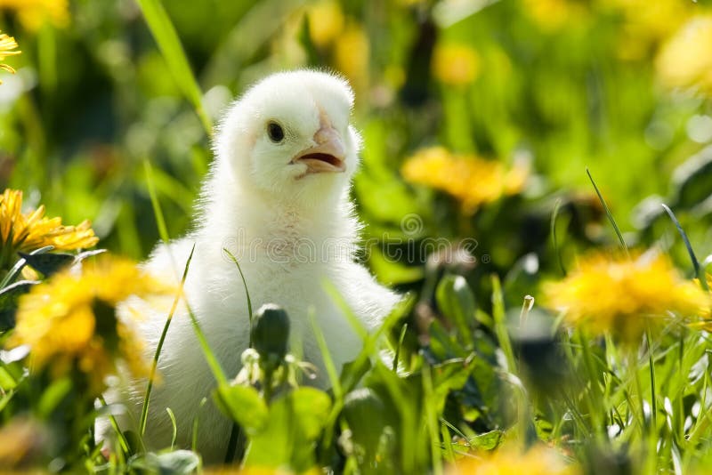 Polluelo joven en hierba imagen de archivo. Imagen de coloreado - 14602689