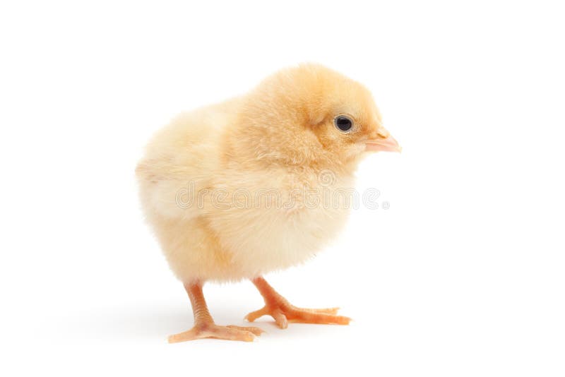 Polluelo Lindo Aislado En Blanco Foto de archivo - Imagen de horizontal ...