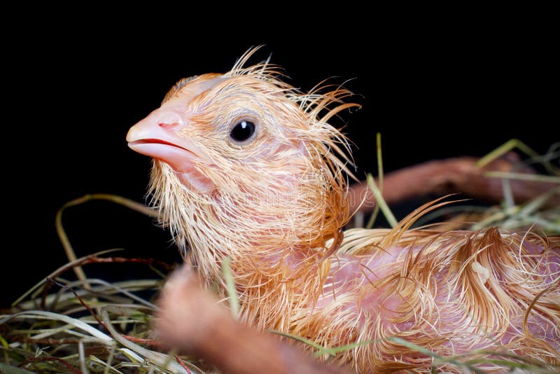 Perro Curioso Con El Polluelo Foto de archivo - Imagen de afecto ...