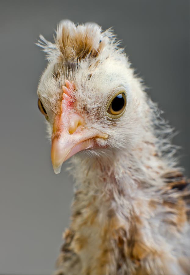 Polluelo principal imagen de archivo. Imagen de pista - 35204603