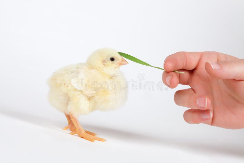 Polluelo y mano imagen de archivo. Imagen de granja, cuidado - 39766991