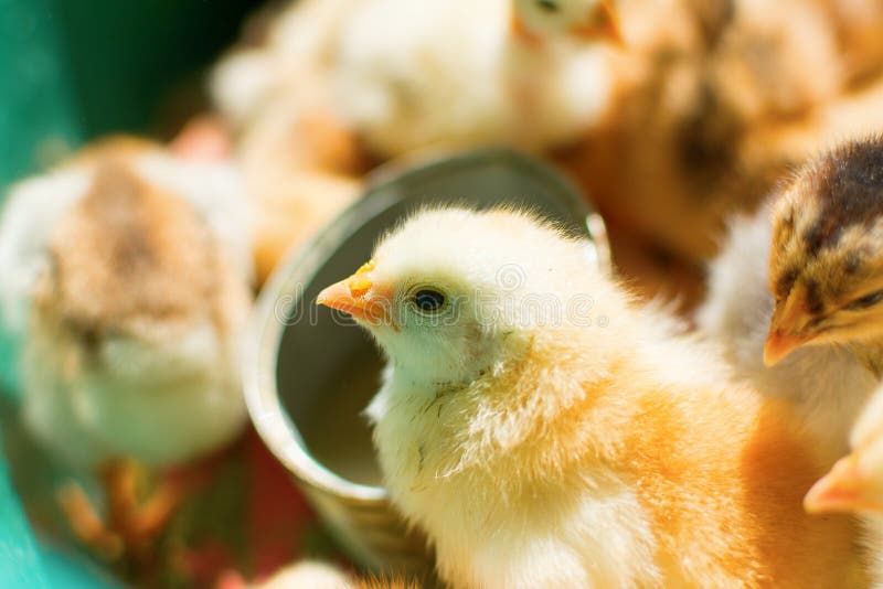 Pollitos adorables imagen de archivo. Imagen de agricultura - 59985247