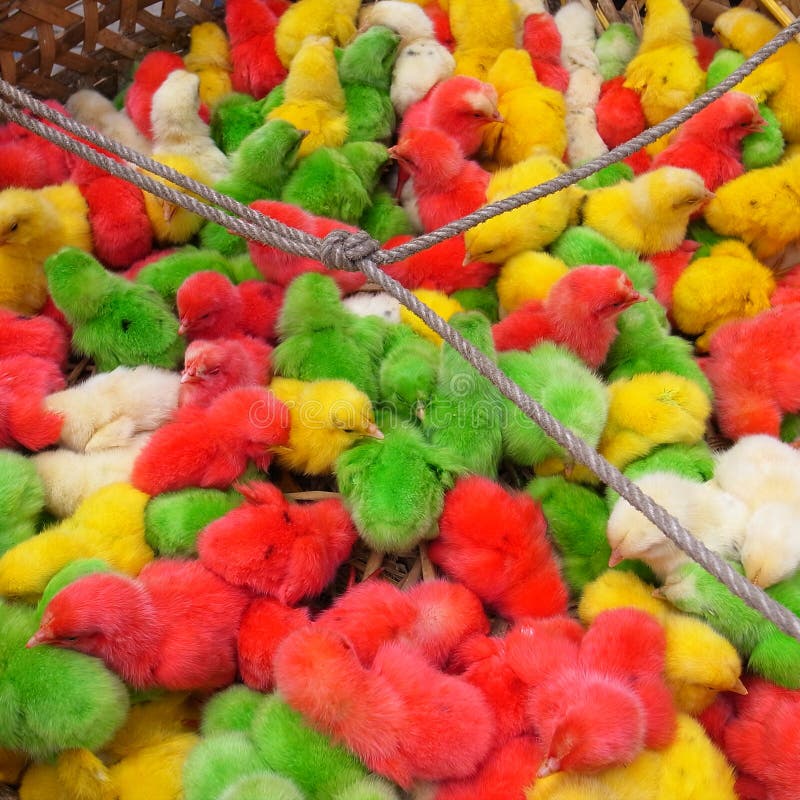 Grupo De Pollitos Coloridos Sobre Una Pila De Paja En Una Canasta. Foto ...