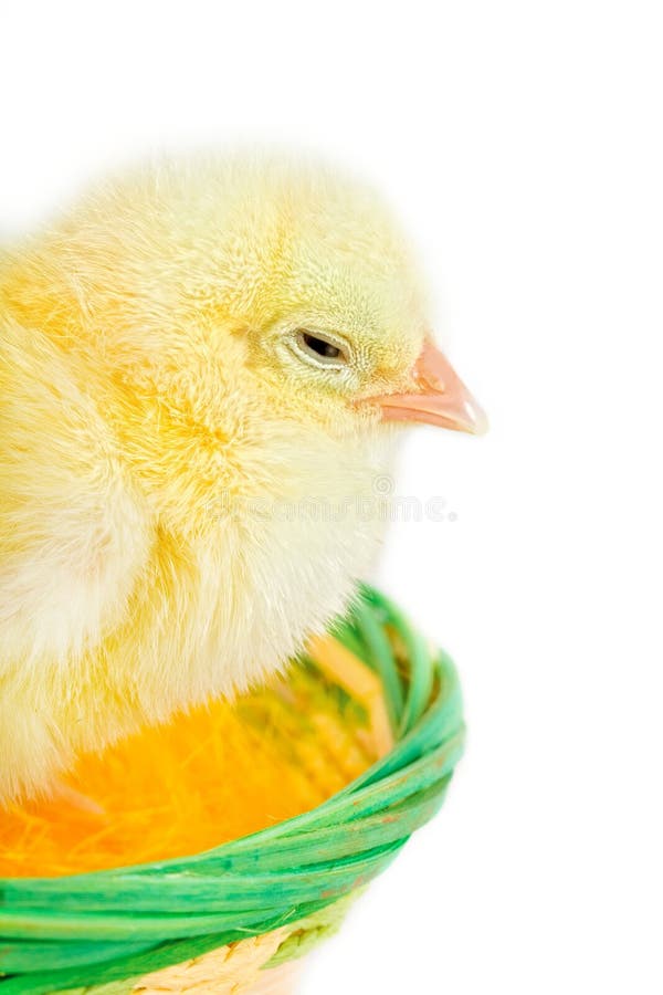 Polluelos dulces de Pascua imagen de archivo. Imagen de cubo - 12701985