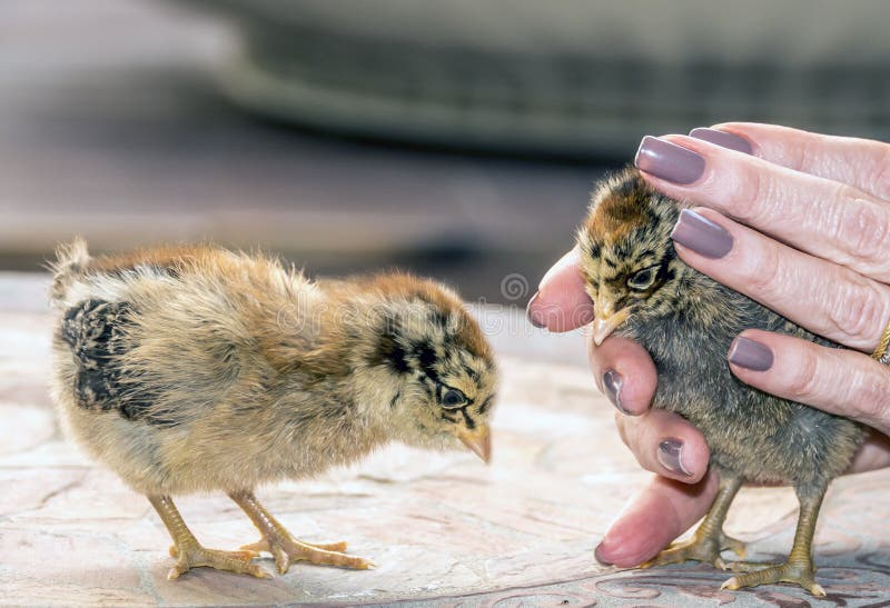 Pollos jovenes foto de archivo. Imagen de alimento, animal - 27340084