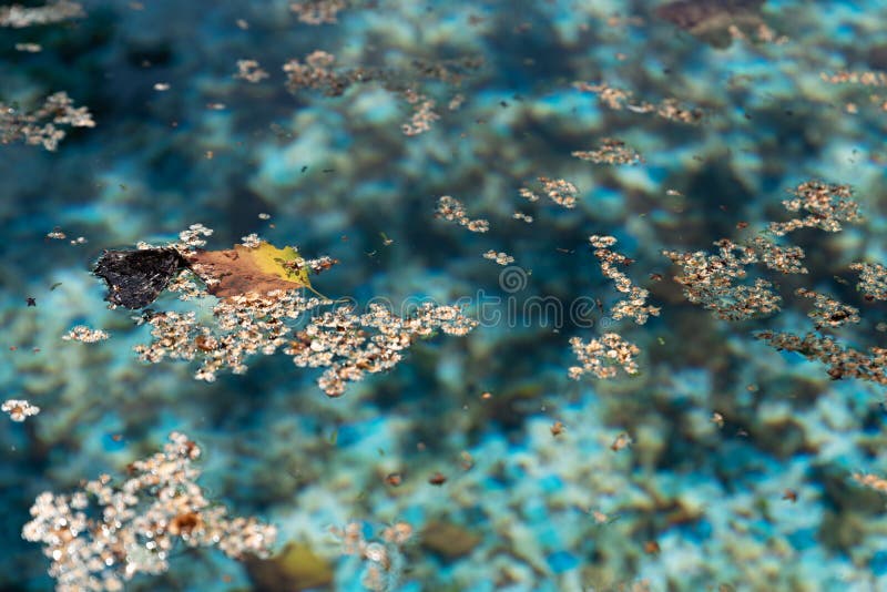 Polluted Pool. Leaves and Seeds of Trees in the Water Stock Image ...