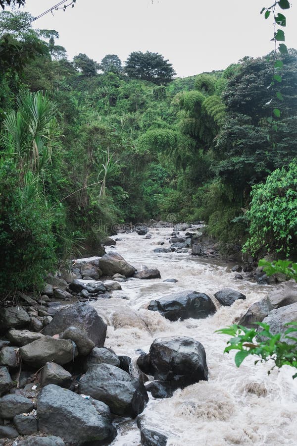 Polluted River Flowing in a Dense Forest Stock Photo - Image of summer ...