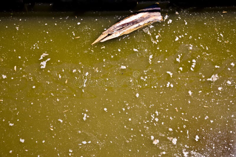 Polluted Water stock image. Image of ecology, problem - 5554853