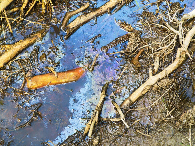 Polluted Wetland of Indore India Stock Photo - Image of contamination ...