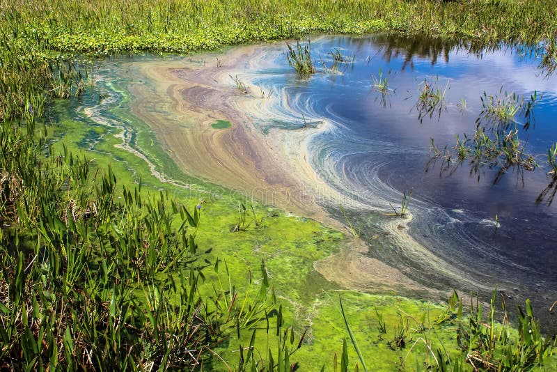 Pollution and Algae in the Wetlands Stock Photo - Image of marsh, dirt ...