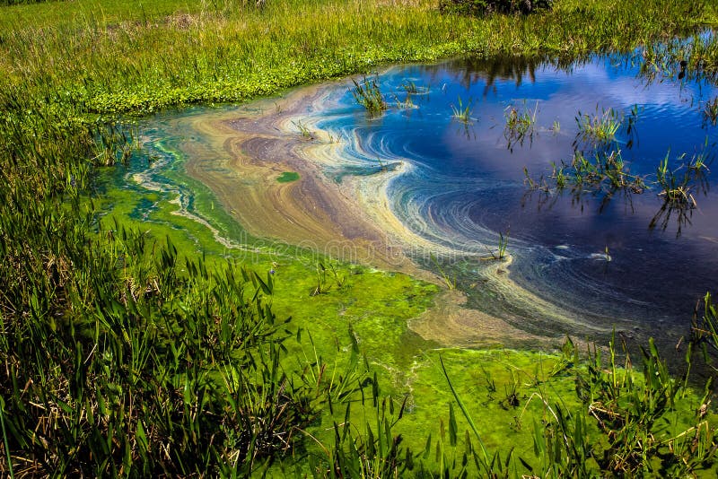Pollution and Algae in the Wetlands Stock Photo - Image of closeup ...