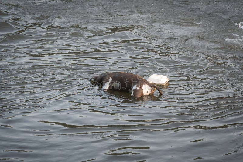 Dog carcass in river stock image. Image of lost, decay - 227815255