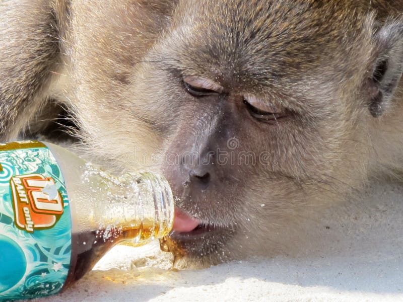 Pollution Monkey Drinking from Soda Bottle 1/2 Editorial Stock Photo ...