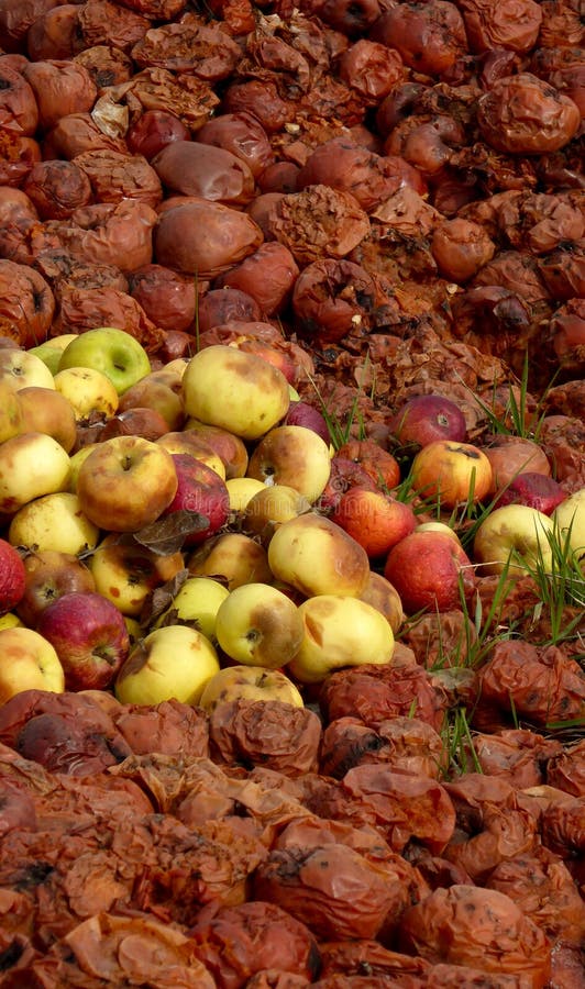Pollution organique image stock. Image du endommagé, pomme - 52092849