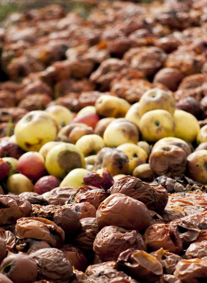 Pollution organique image stock. Image du endommagé, pomme - 52092849