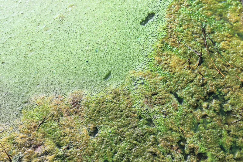 Pollution Problem in Swamp, Algae Blooming Stock Photo - Image of ...