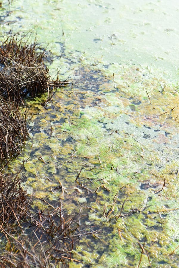 Pollution Problem in Swamp, Algae Blooming Stock Image - Image of ...