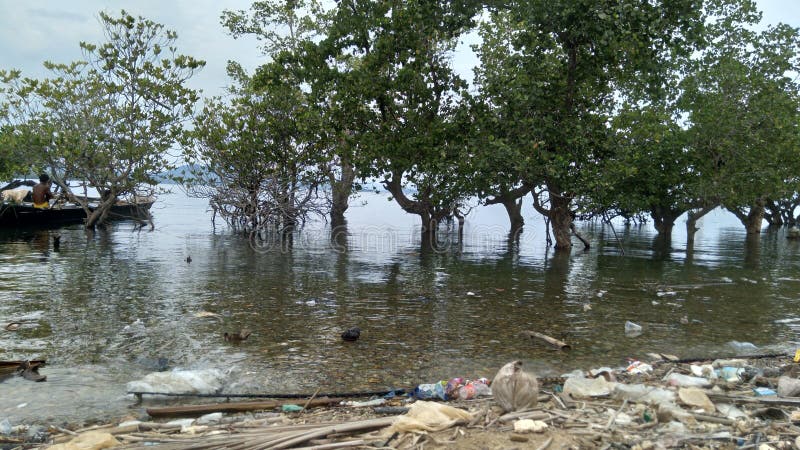 Pollution Water Mangrove Forest Editorial Photography - Image of ...
