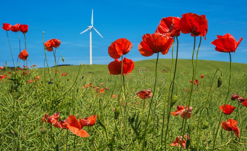 Polly stock image. Image of power, ecological, natural - 72640757