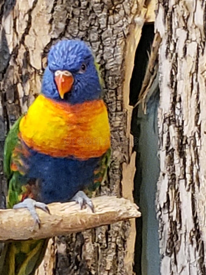 Polly stock photo. Image of polly, bird, happy, blue - 164555652