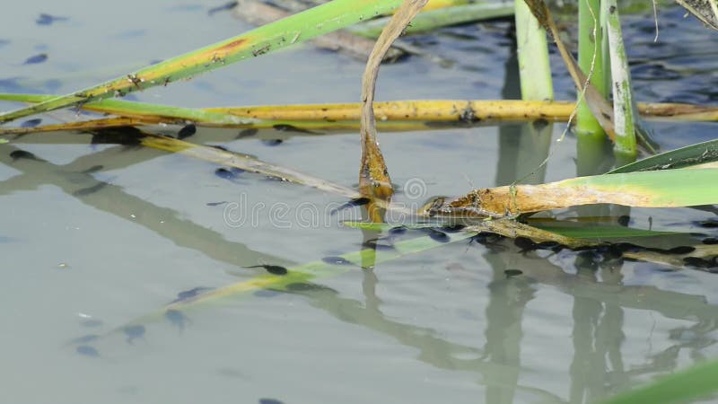 Pollywogs in a pond stock footage. Video of leaf, heap - 55635610