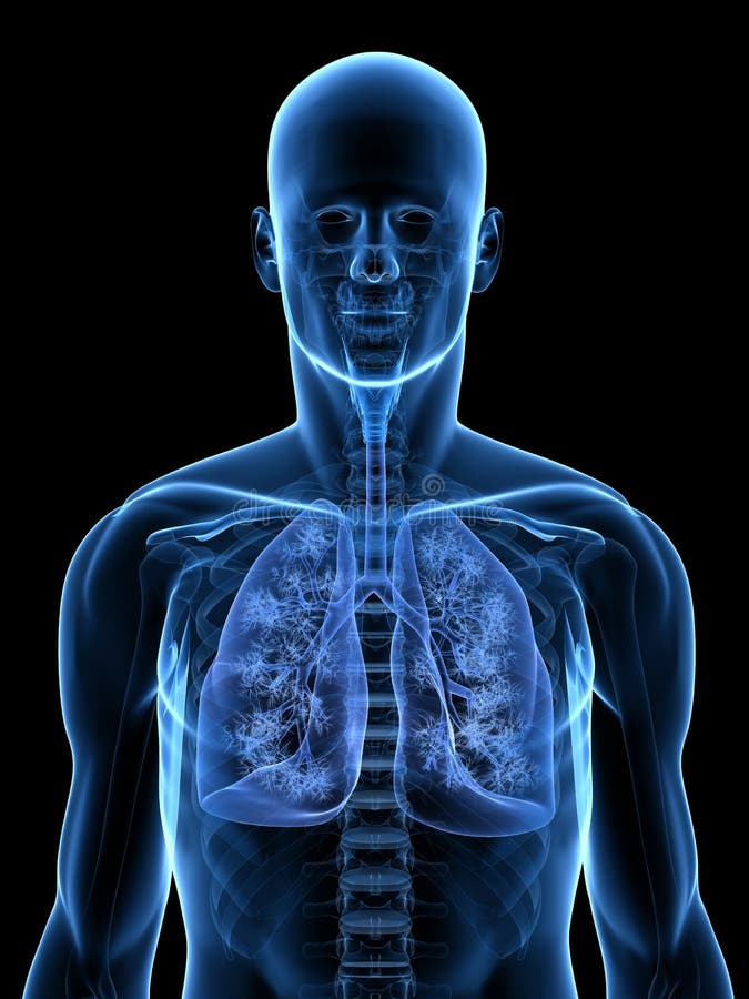 Polmone dettagliato illustrazione di stock. Illustrazione di ossa ...