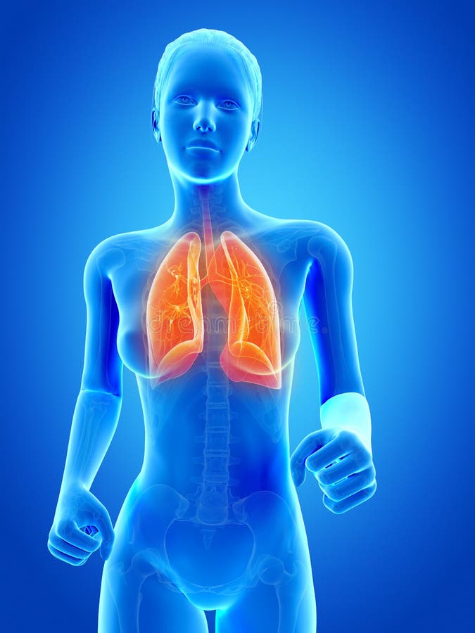 Polmone visibile illustrazione di stock. Illustrazione di trachea ...