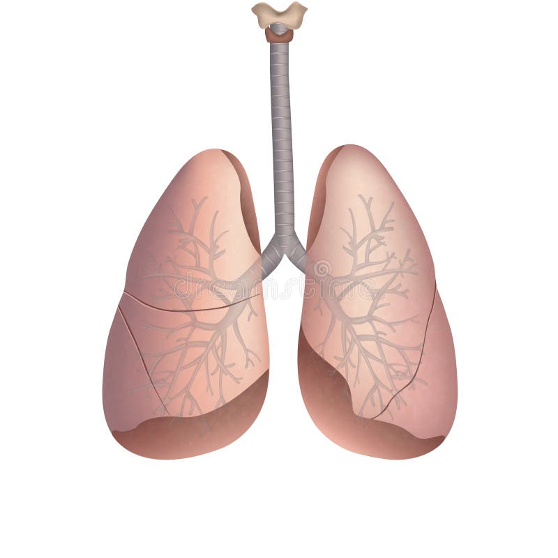Polmoni illustrazione di stock. Illustrazione di medico - 1002346