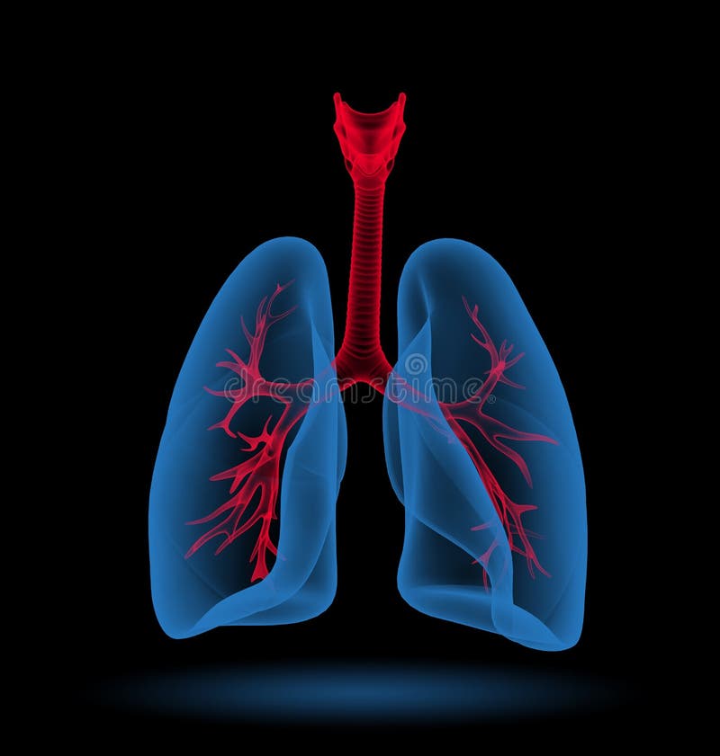 Polmoni illustrazione di stock. Illustrazione di respiratorio - 31317293