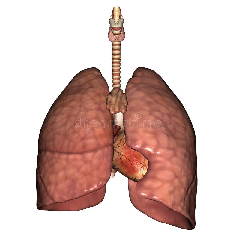 Polmone Sano E Polmone Dei Fumatori Illustrazione di Stock ...