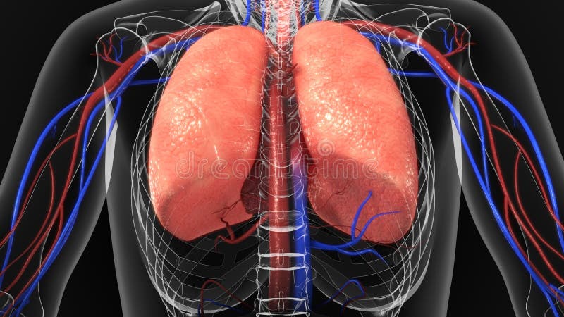 Radiografia dei polmoni fotografia stock. Immagine di guar - 5032662