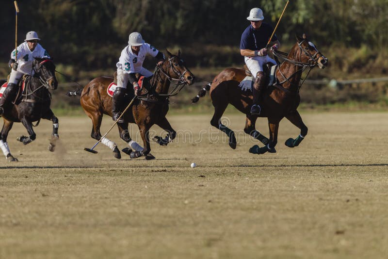Polo Game Action fotografia stock editoriale. Immagine di gioco - 56170553