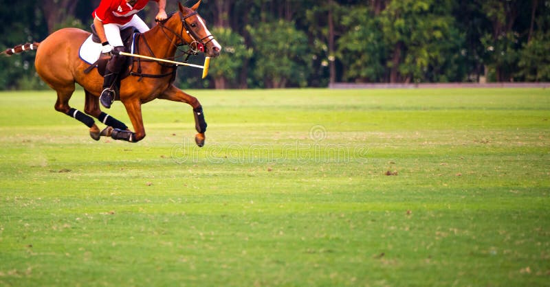Polo horse on the field stock photo. Image of action - 100100068