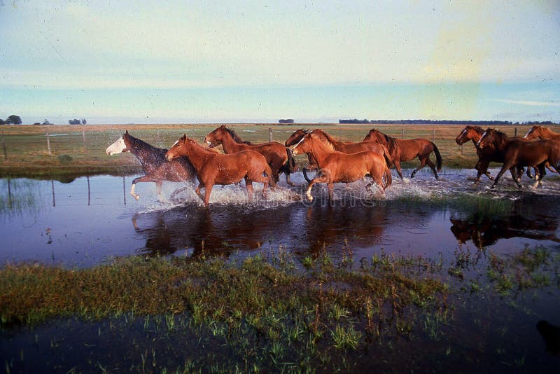 Polo Horses Walking in Countryside Stock Image - Image of walking ...