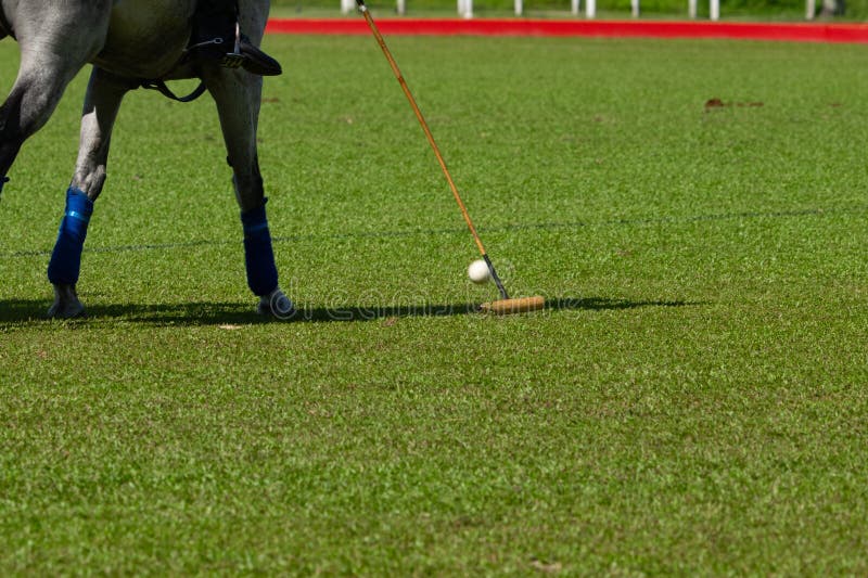 Polo Player is Using Polo Mallet Hit Polo Ball Stock Photo - Image of ...