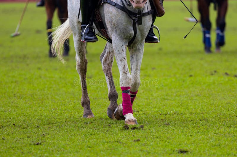 Polo Player is Using Polo Mallet Hit Polo Ball Stock Photo - Image of ...