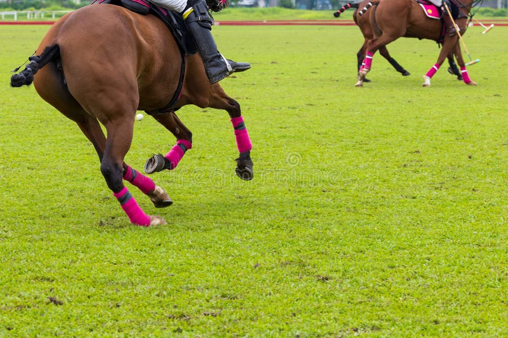 Polo Player is Using Polo Mallet Hit Polo Ball Stock Photo - Image of ...
