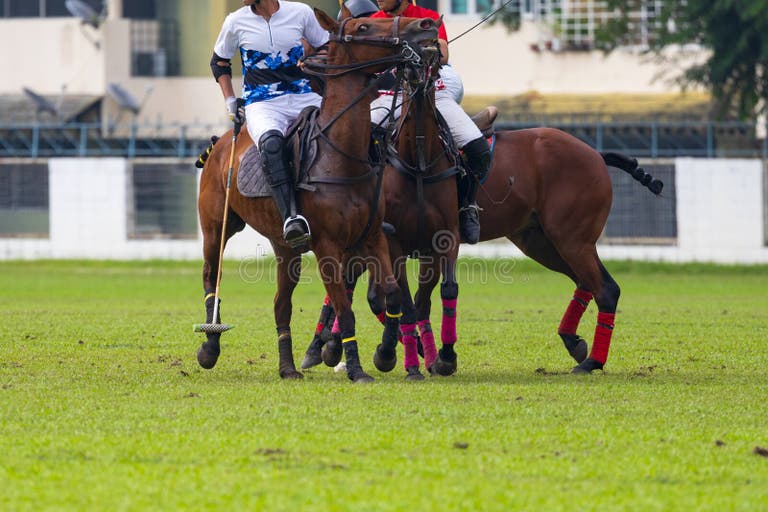 Polo Player is Using Polo Mallet Hit Polo Ball during the Match Stock ...