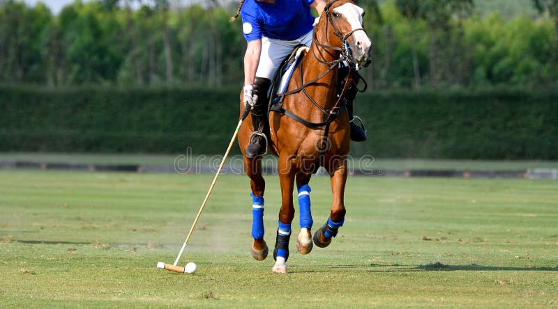 Polo Player is Using Polo Mallet Stock Photo - Image of helmet, saddle ...