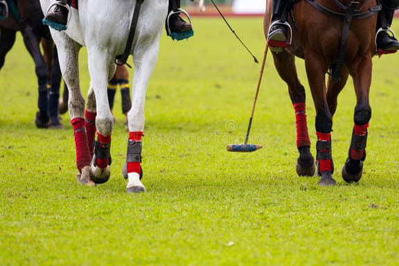 Polo Player is Using Polo Mallet Hit Polo Ball during the Match Stock ...
