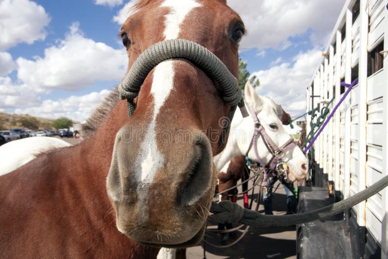 Polo Pony stock image. Image of competitive, horseback - 21916313