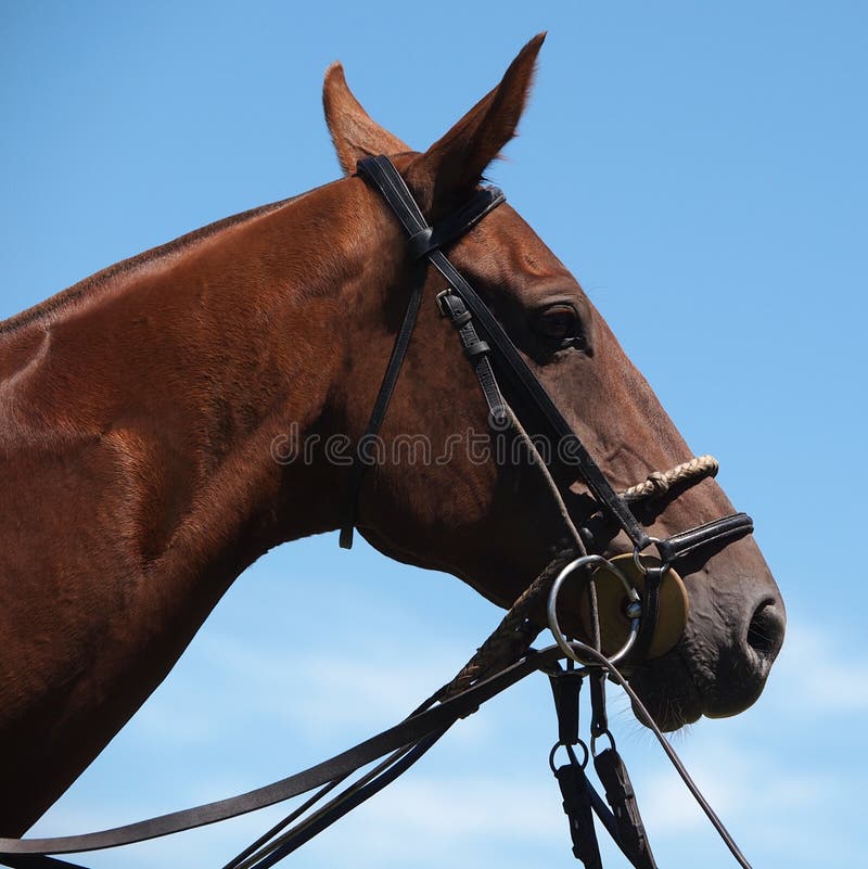 Polo Pony stock image. Image of poney, isolated, nose - 23289959