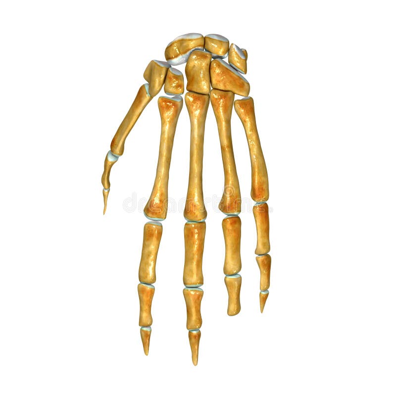 Polsverbinding stock illustratie. Illustration of middenhandsbeentje ...